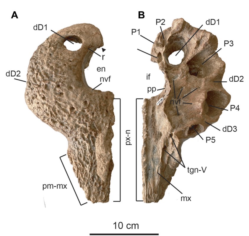 Nouveau matériel d’Elosuchus – Dinozoïque : Tratayenia et ses compères