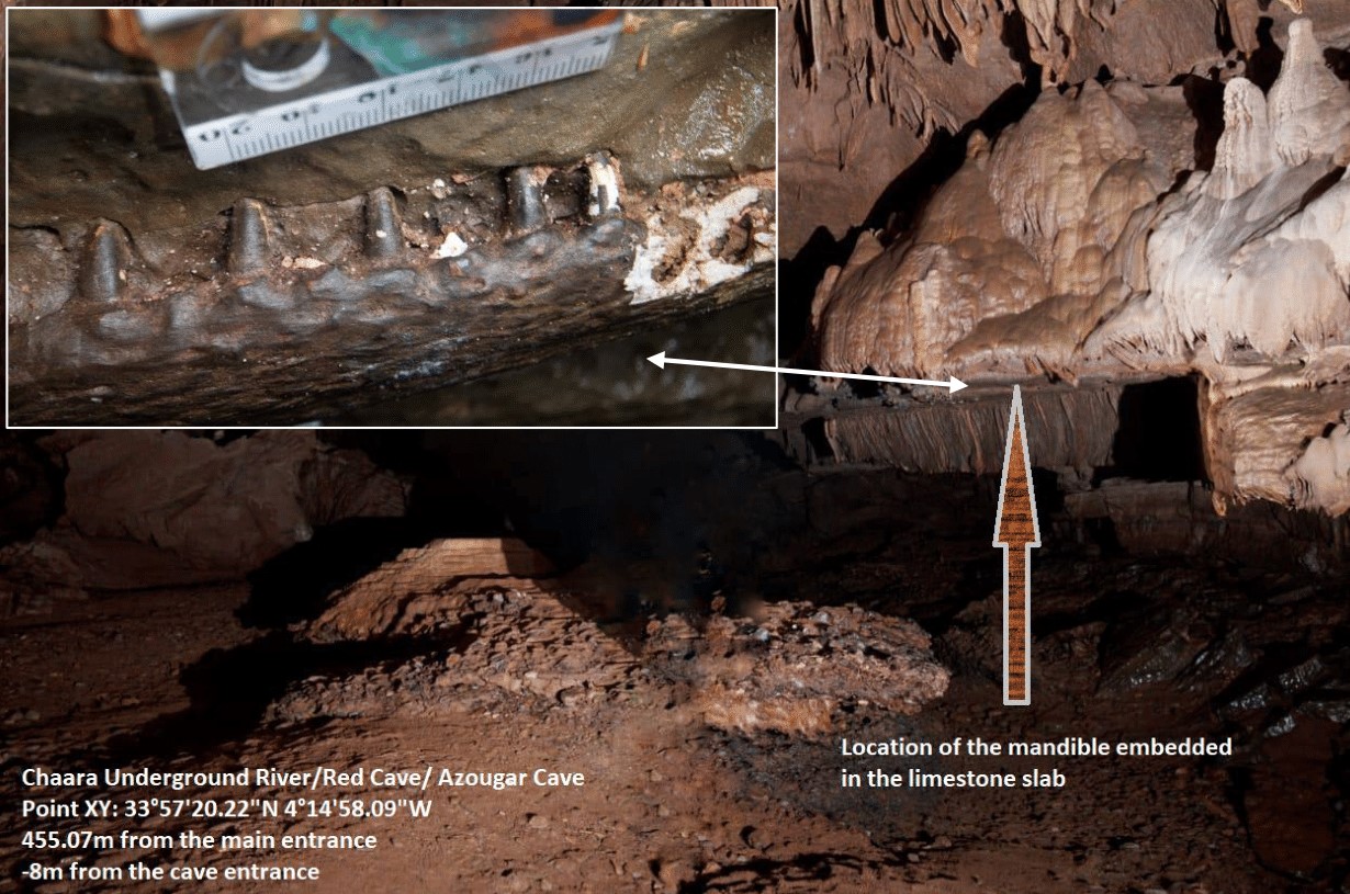 Nouveau matériel de teleosauroidé du Maroc – Dinozoïque : Tratayenia et ...