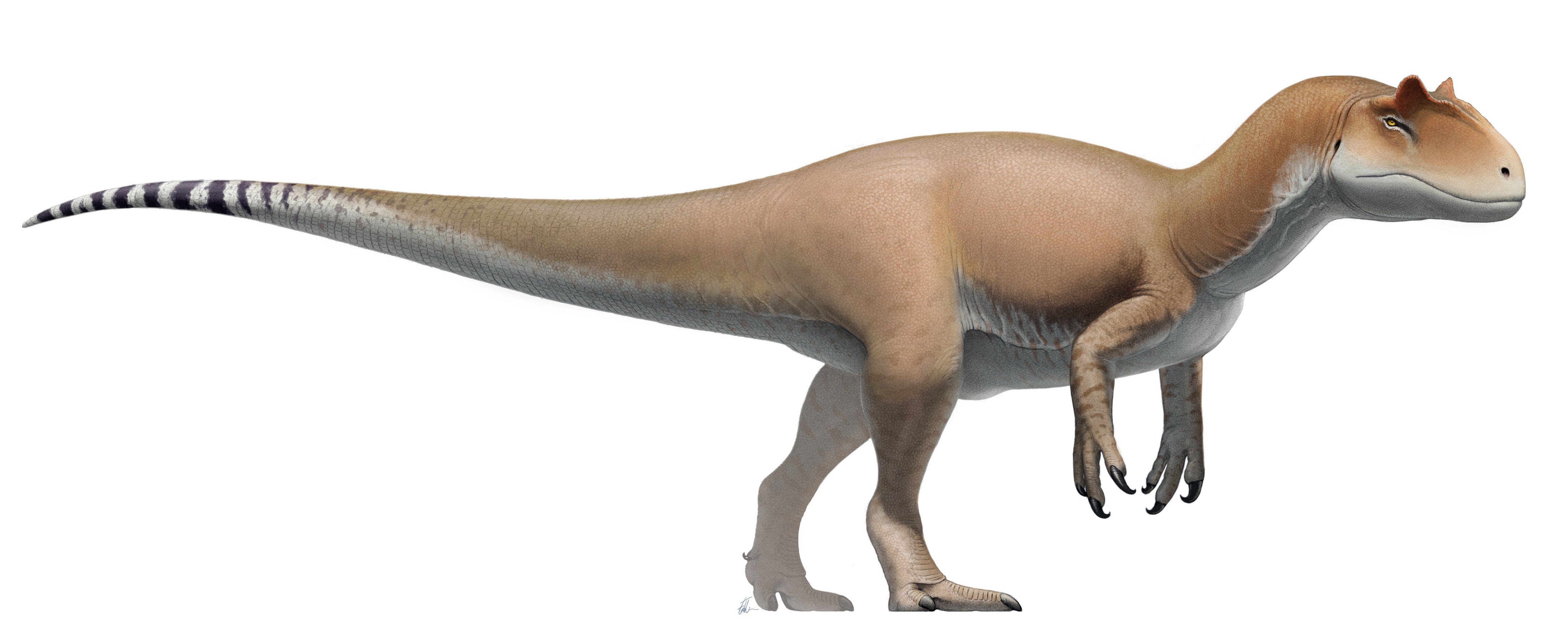 Pathologies chez un spécimen d’Allosaurus – Dinozoïque : Tratayenia et ...