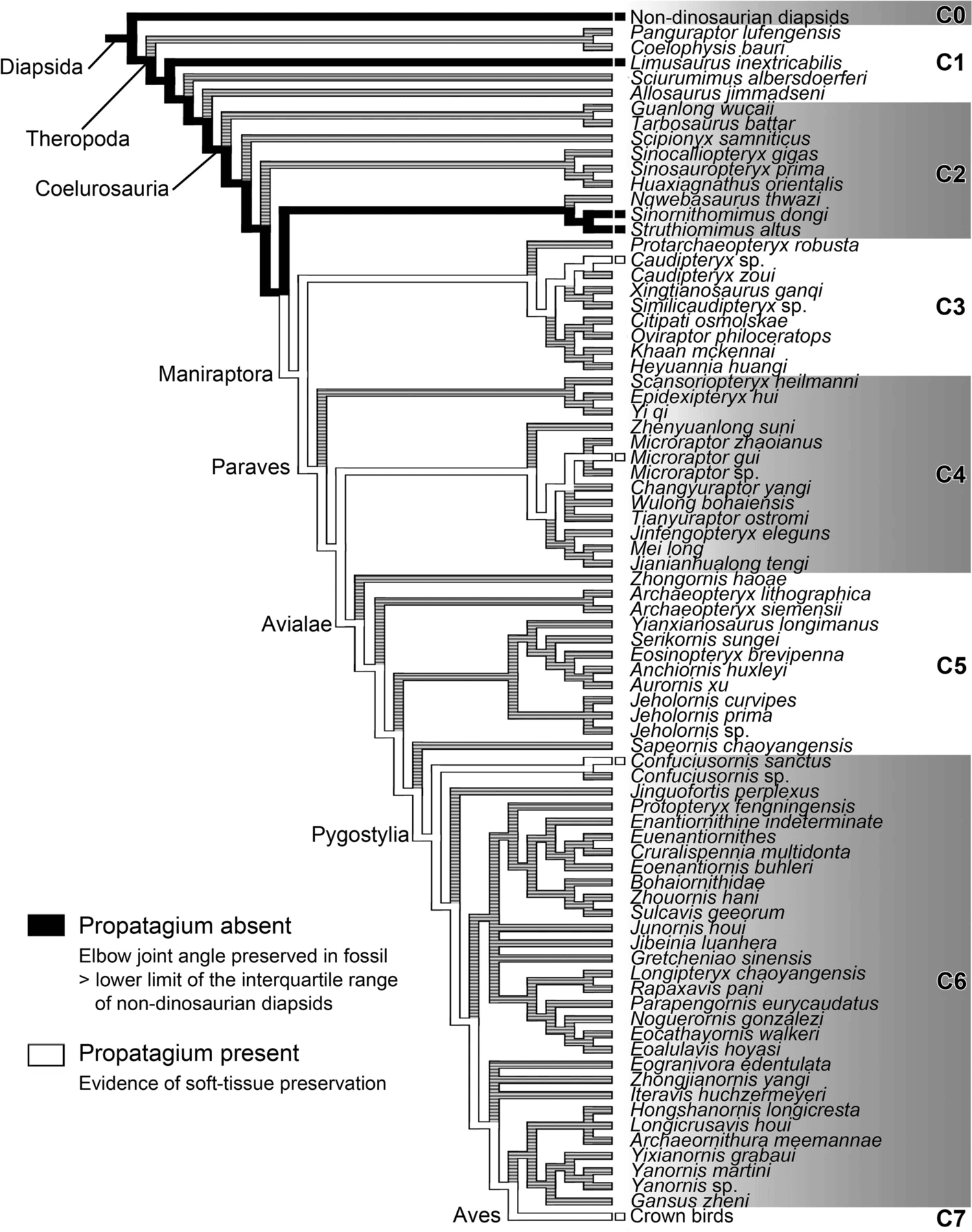 Evolution du propatagium chez les théropodes – Dinozoïque : Tratayenia ...