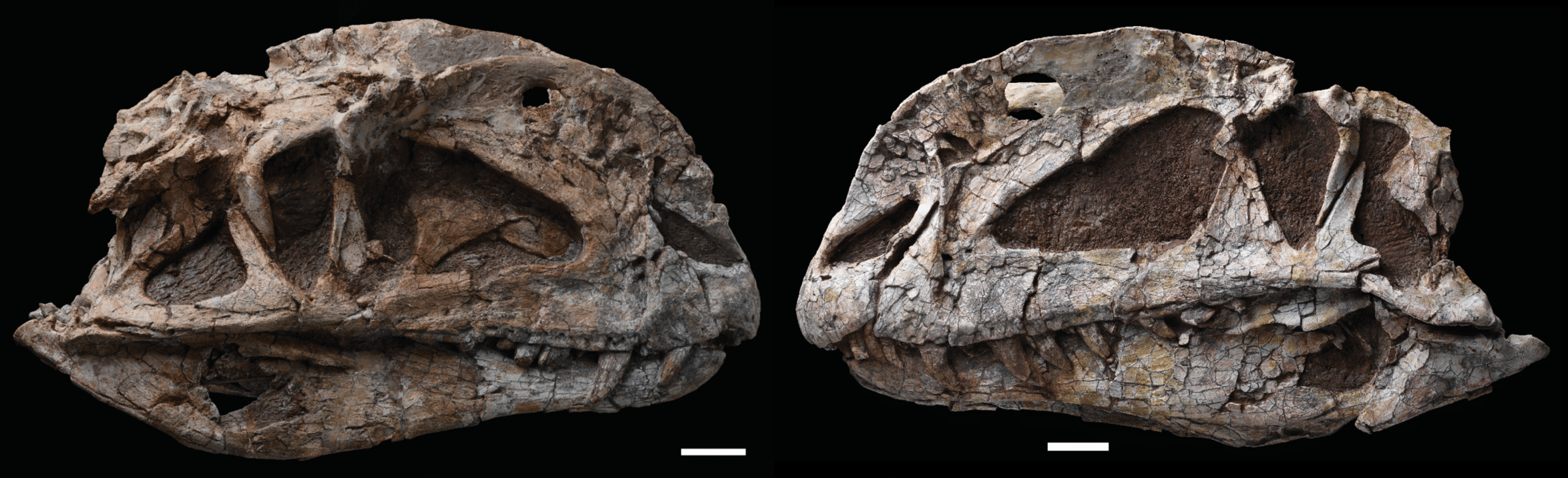 Nouveau matériel de Sinosaurus – Dinozoïque : Tratayenia et ses compères