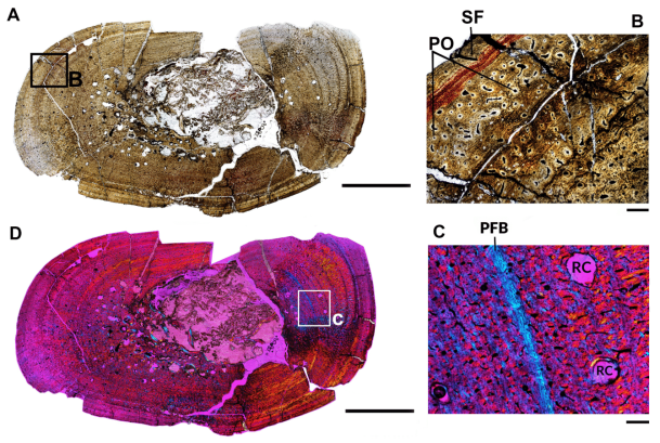 Analyse ostéohistologique de Stratiotosuchus – Dinozoïque : Tratayenia ...