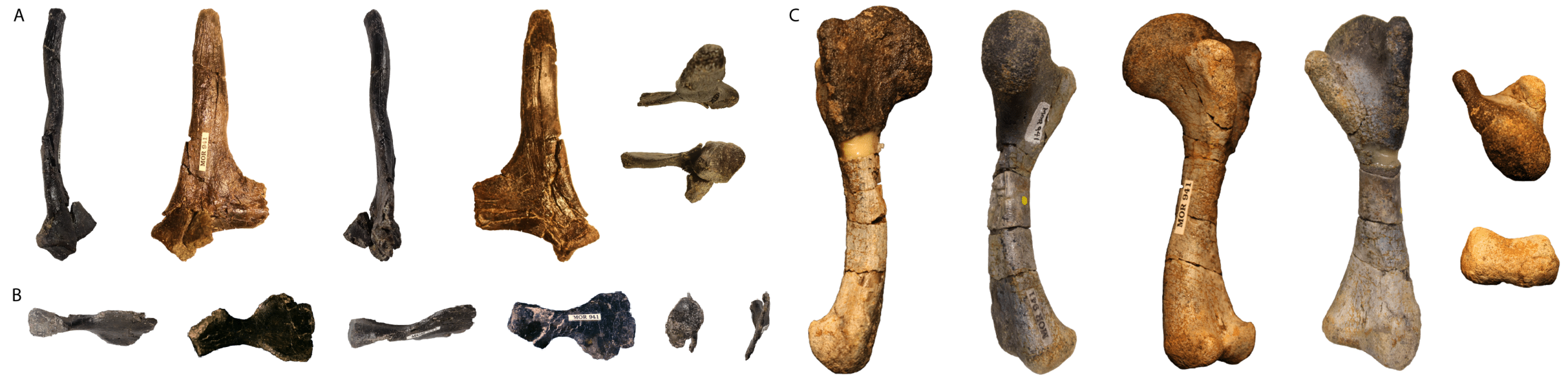 Nouveau matériel de Naomichelys – Dinozoïque : Tratayenia et ses compères