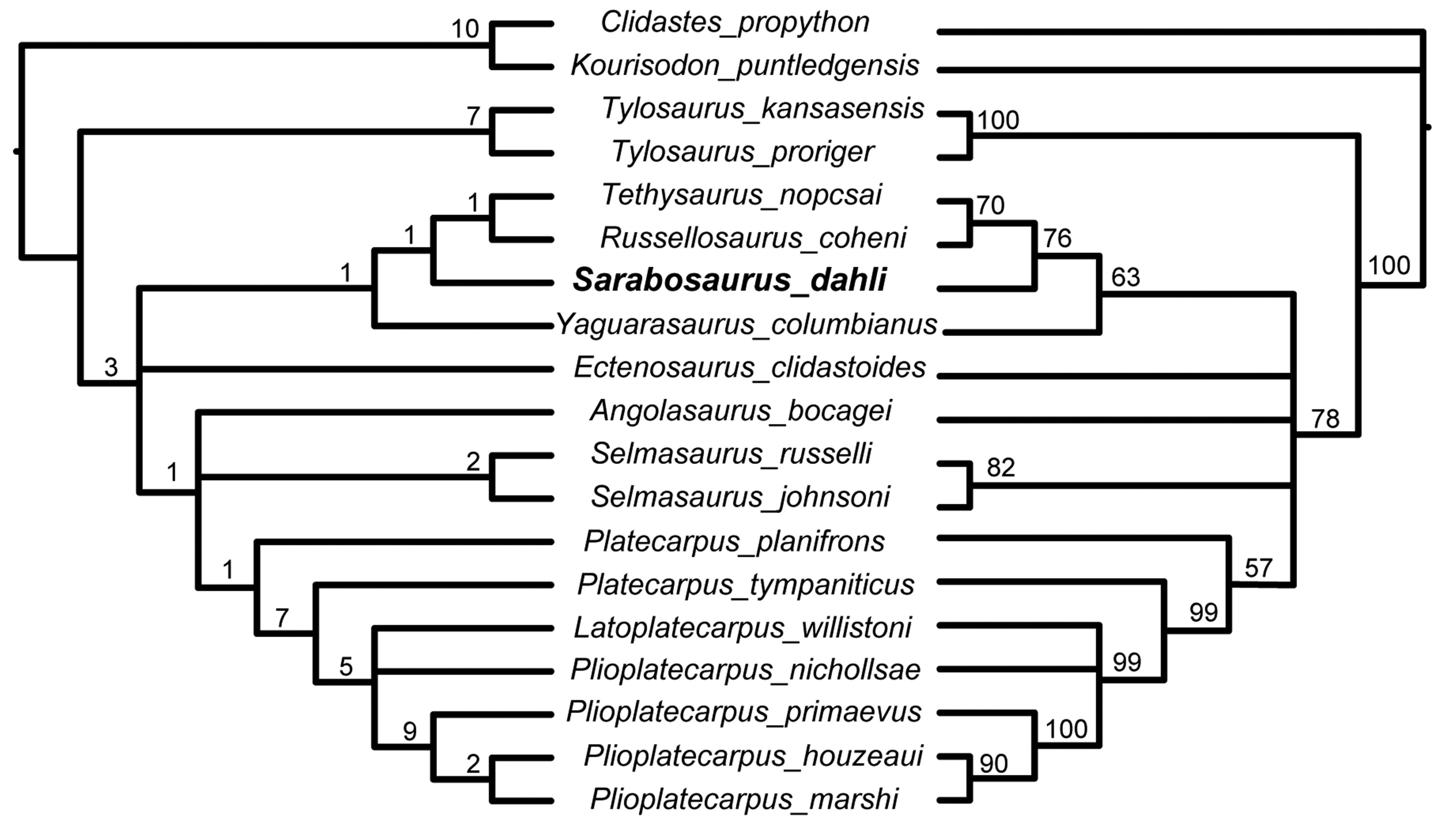 Nouveau mosasauridé : Sarabosaurus – Dinozoïque : Tratayenia et ses ...