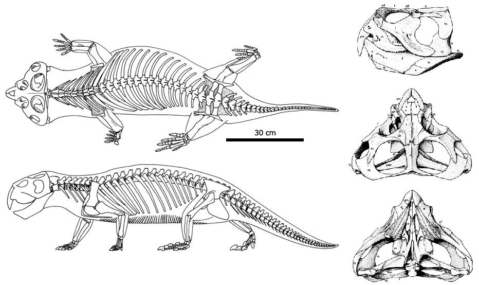Analyse de la dentition des rhynchosaures – Dinozoïque : Tratayenia et ...