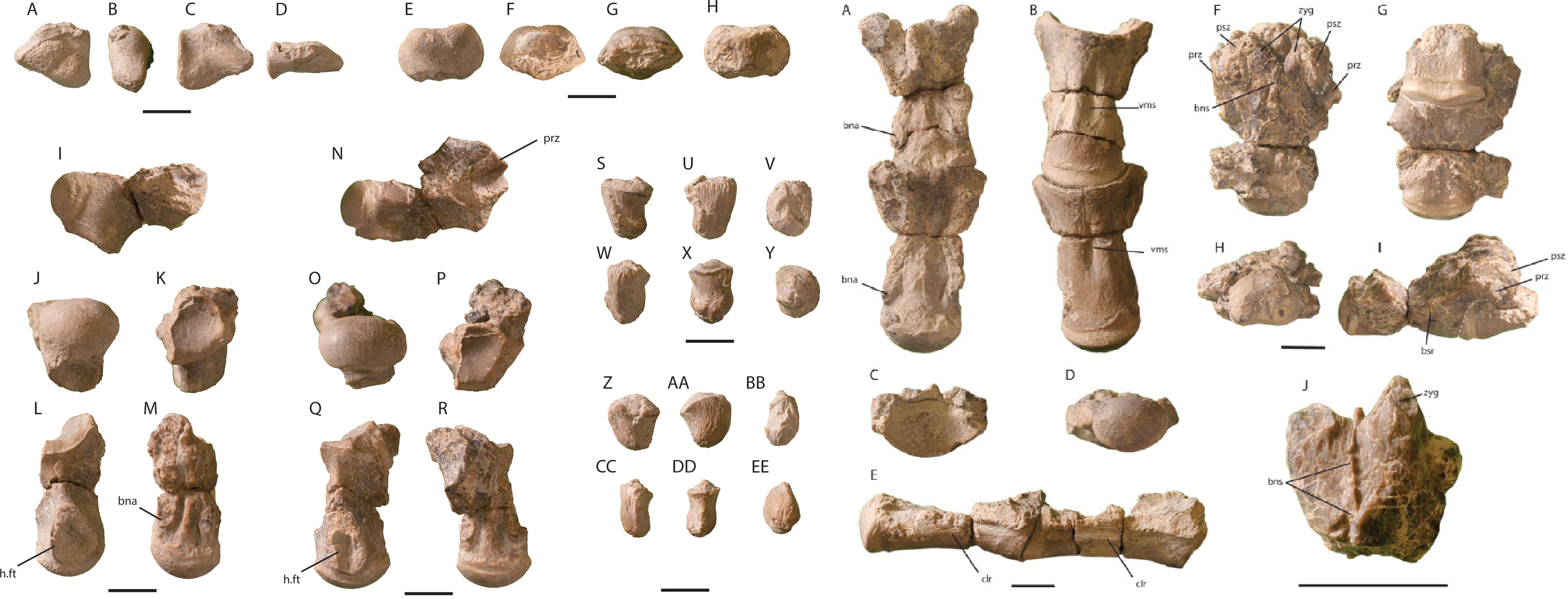 Nouveau mosasauridé : Sarabosaurus – Dinozoïque : Tratayenia et ses ...