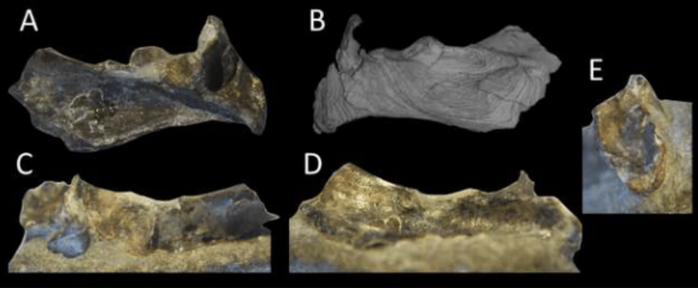 Analyse de la mâchoire de Vegavis – Dinozoïque : Tratayenia et ses compères