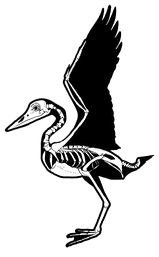 Analyse de la mâchoire de Vegavis – Dinozoïque : Tratayenia et ses compères