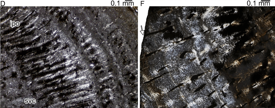 Analyse ostéohistologique des thalattosaures – Dinozoïque : Tratayenia ...