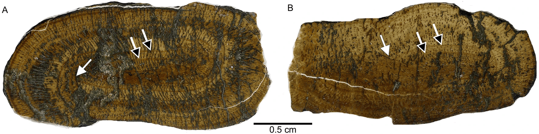 Analyse ostéohistologique des thalattosaures – Dinozoïque : Tratayenia ...