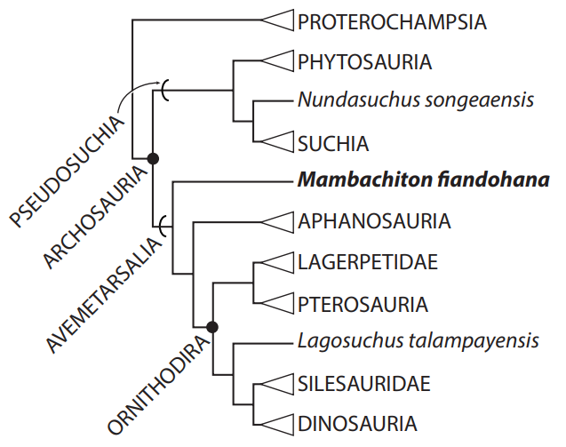 Nouvel avemetatarsalien : Mambachiton – Dinozoïque : Tratayenia et ses ...