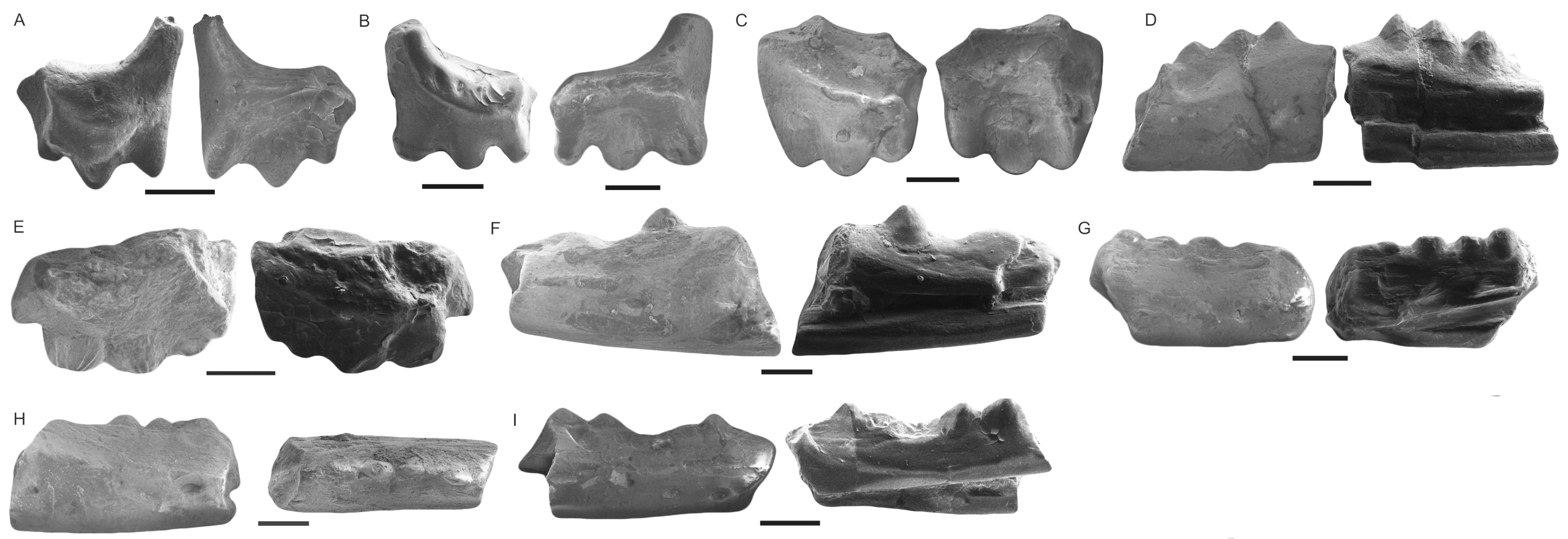 Nouvelle espèce de rhynchocéphale : Clevosaurus nicholasi – Dinozoïque ...