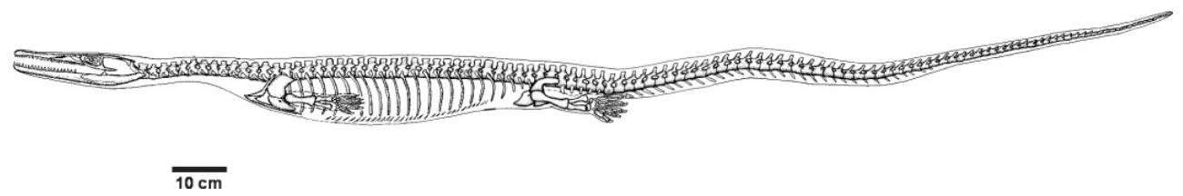 Analyse ostéohistologique des thalattosaures – Dinozoïque : Tratayenia ...