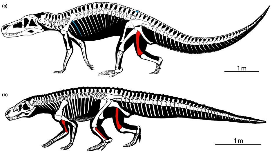 Analyse ostéohistologique de Fasolasuchus et Prestosuchus – Dinozoïque ...