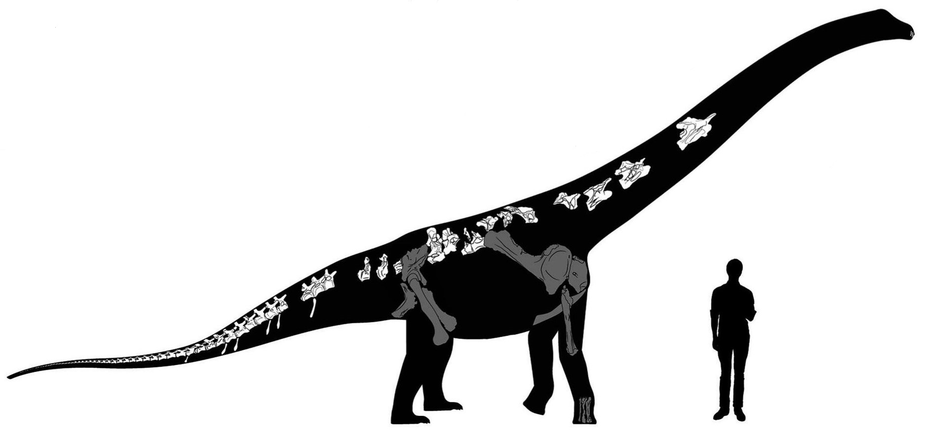 Analyse ostéohistologique de Rinconsaurus et Muyelensaurus – Dinozoïque ...