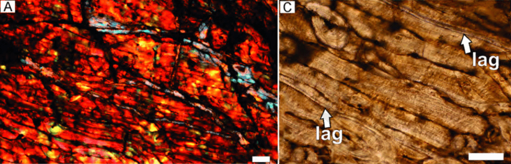 Analyse ostéohistologique de Rinconsaurus et Muyelensaurus – Dinozoïque ...