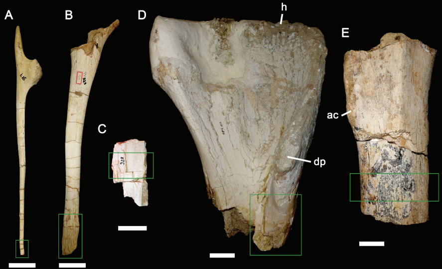 Analyse ostéohistologique d’Uberabatitan – Dinozoïque : Tratayenia et ...