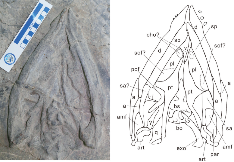 Redescription de Wayaosaurus ; Synonymisation de Miodentosaurus à ...