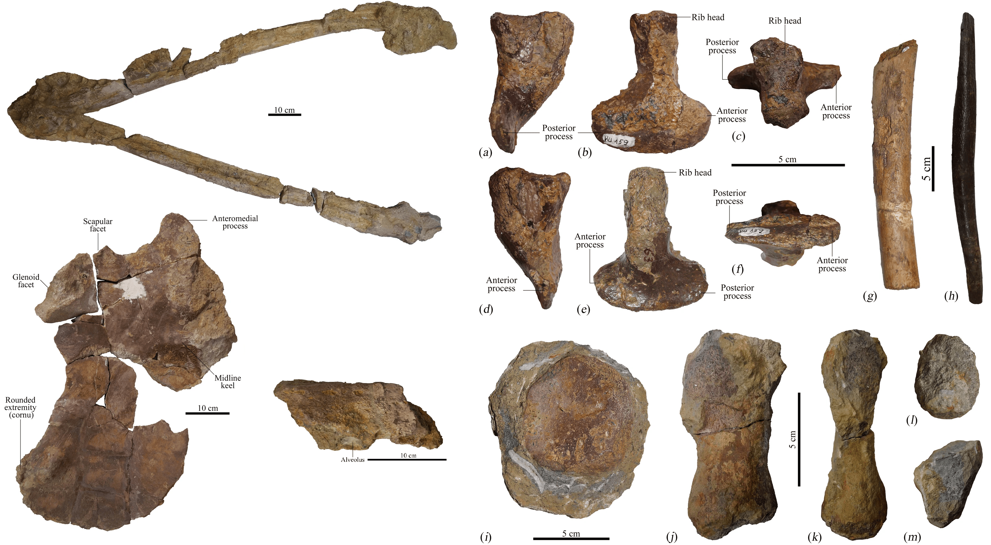 Nouveau pliosauridé : Lorrainosaurus – Dinozoïque : Tratayenia et ses ...