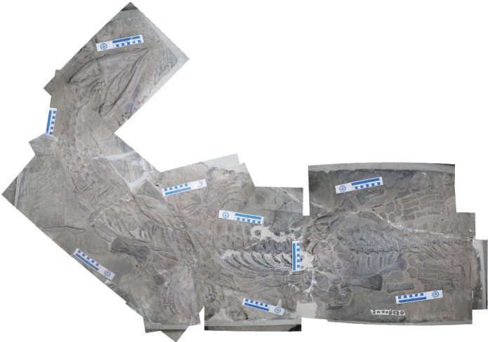 Redescription de Wayaosaurus ; Synonymisation de Miodentosaurus à ...