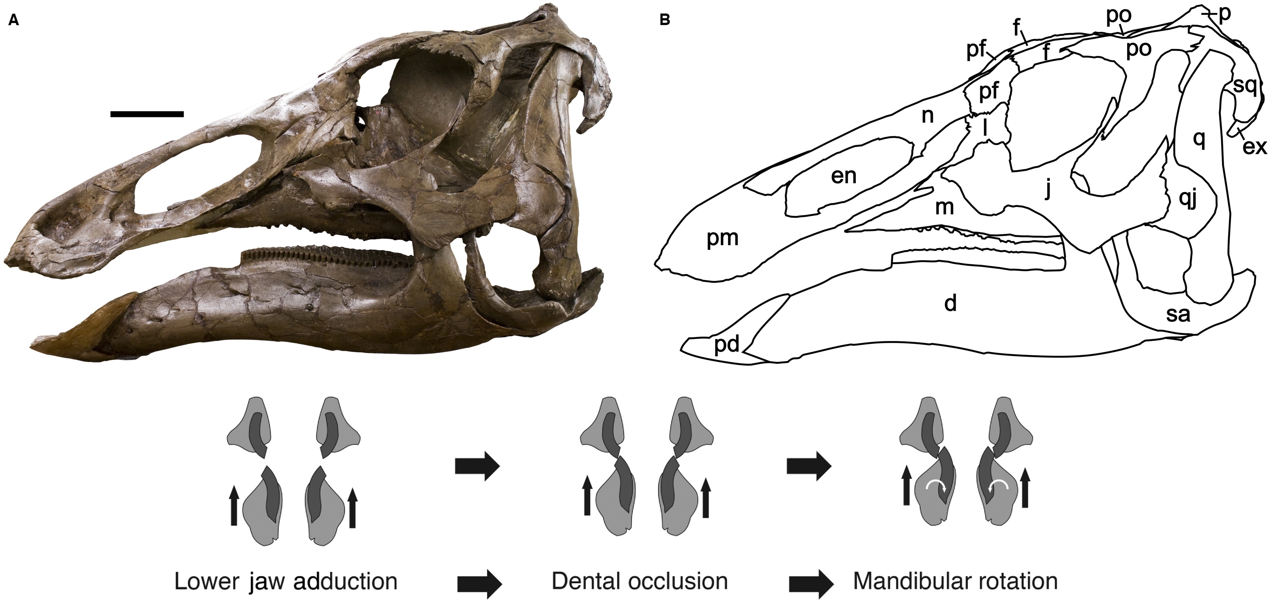 Evolution du dentaire des hadrosauroidés – Dinozoïque : Tratayenia et ...