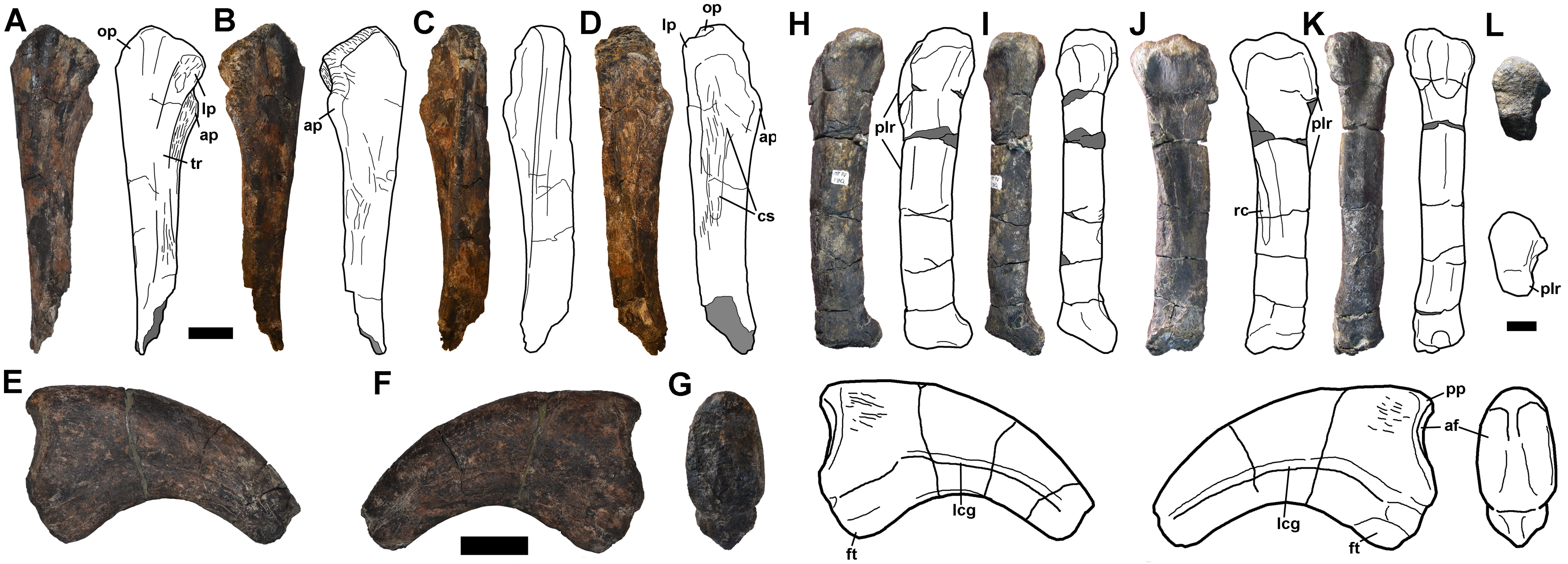 Nouveau matériel de l’holotype d’Austrocheirus isasii – Dinozoïque ...