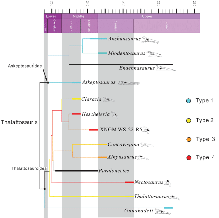 Diversité évolutive des thalattosaures – Dinozoïque : Tratayenia et ses ...