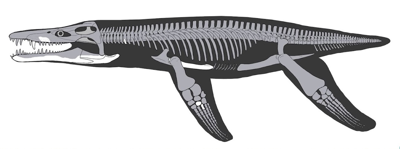 Nouveau pliosauridé : Lorrainosaurus – Dinozoïque : Tratayenia et ses ...