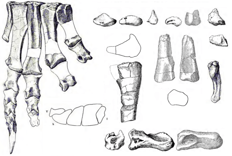 Révision taxonomique de Plateosaurus – Dinozoïque : Tratayenia et ses ...