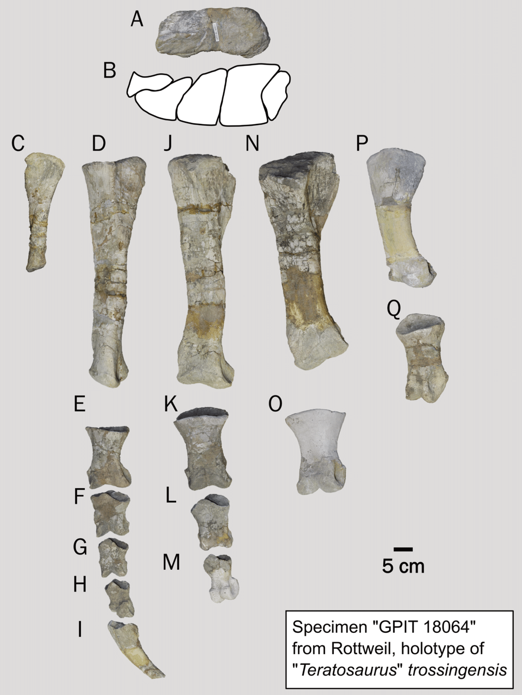 Révision taxonomique de Plateosaurus – Dinozoïque : Tratayenia et ses ...