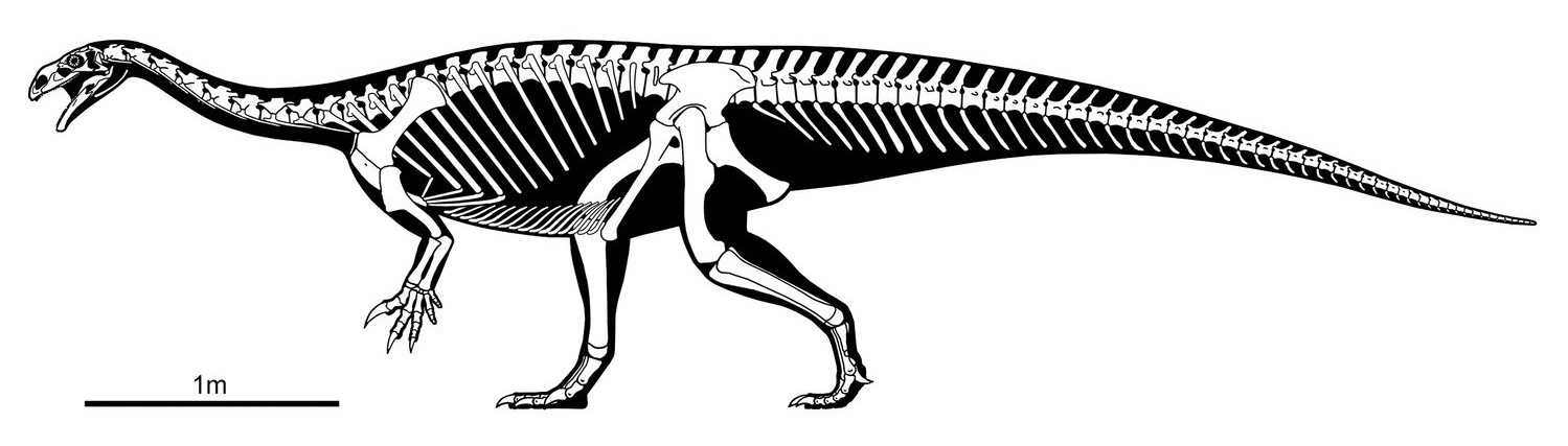 Révision taxonomique de Plateosaurus – Dinozoïque : Tratayenia et ses ...