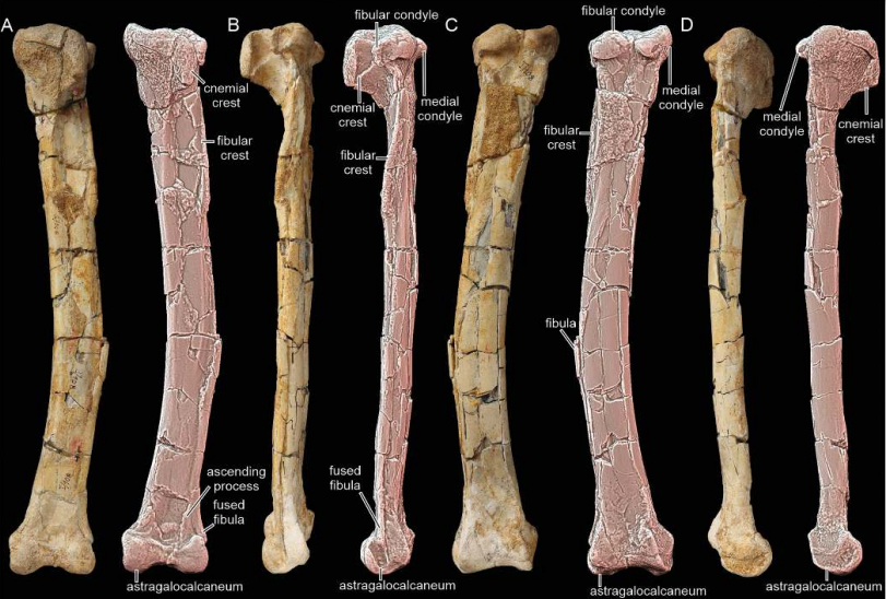 Nouveau matériel d’Elmisaurus – Dinozoïque : Tratayenia et ses compères