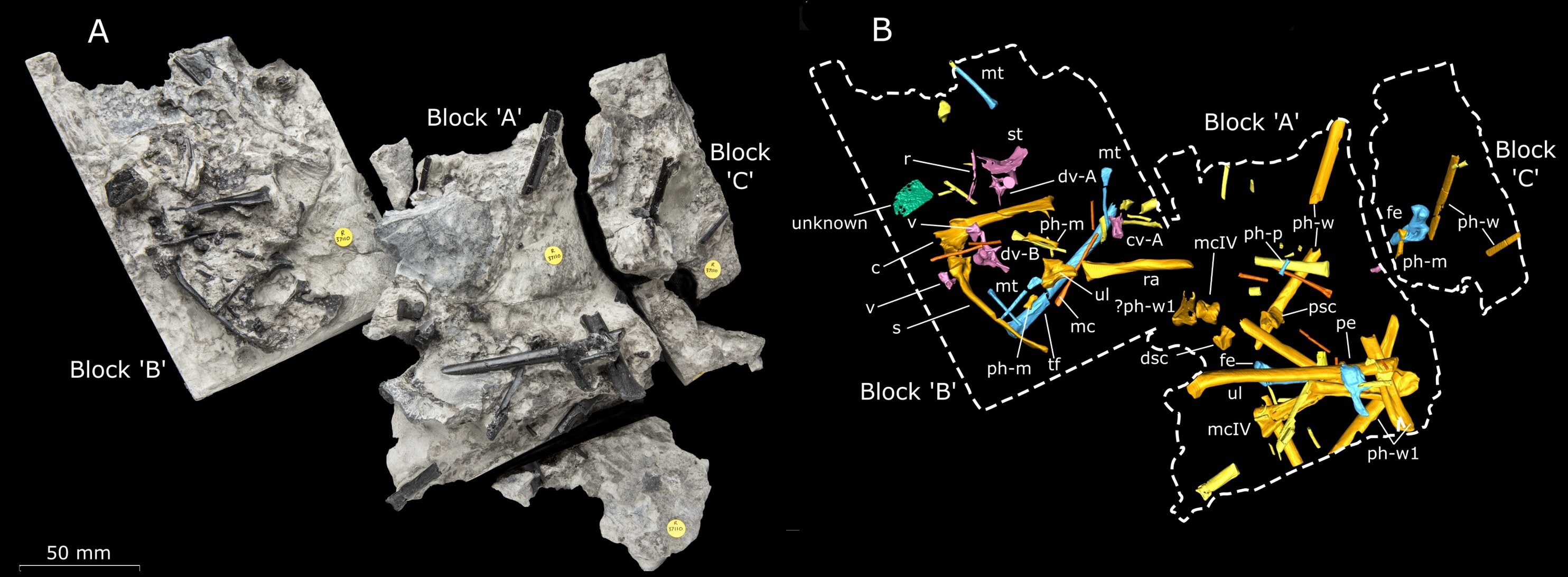 Nouveau ptérosaure : Ceoptera – Dinozoïque : Tratayenia et ses compères