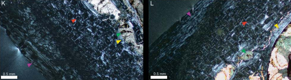 Nouveau matériel d’Elmisaurus – Dinozoïque : Tratayenia et ses compères