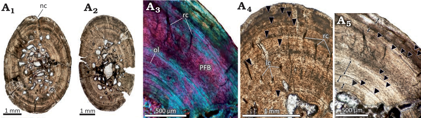 Analyse ostéohistologique de Priosphenodon – Dinozoïque : Tratayenia et ...