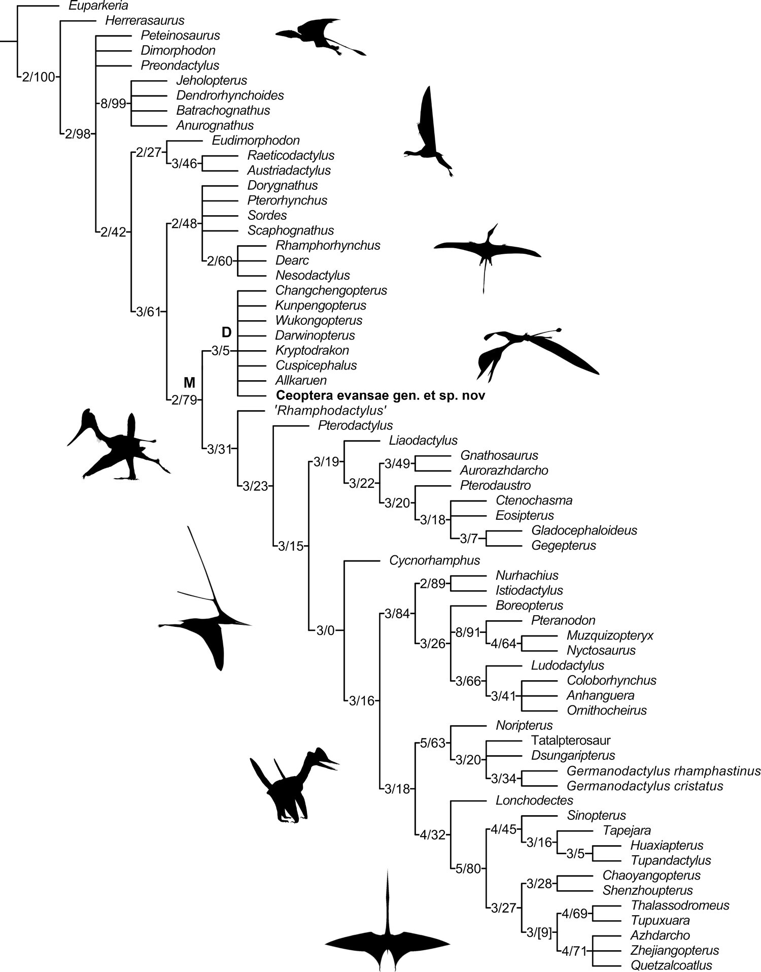 Nouveau ptérosaure : Ceoptera – Dinozoïque : Tratayenia et ses compères