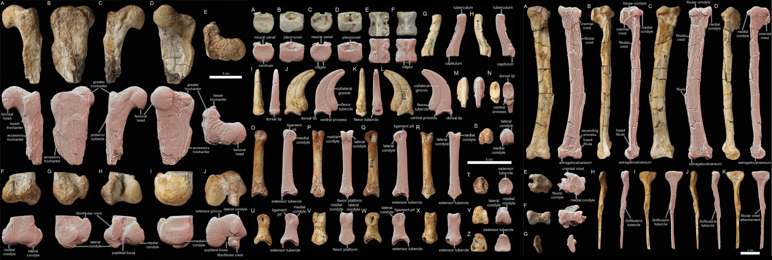 Nouveau matériel d’Elmisaurus – Dinozoïque : Tratayenia et ses compères