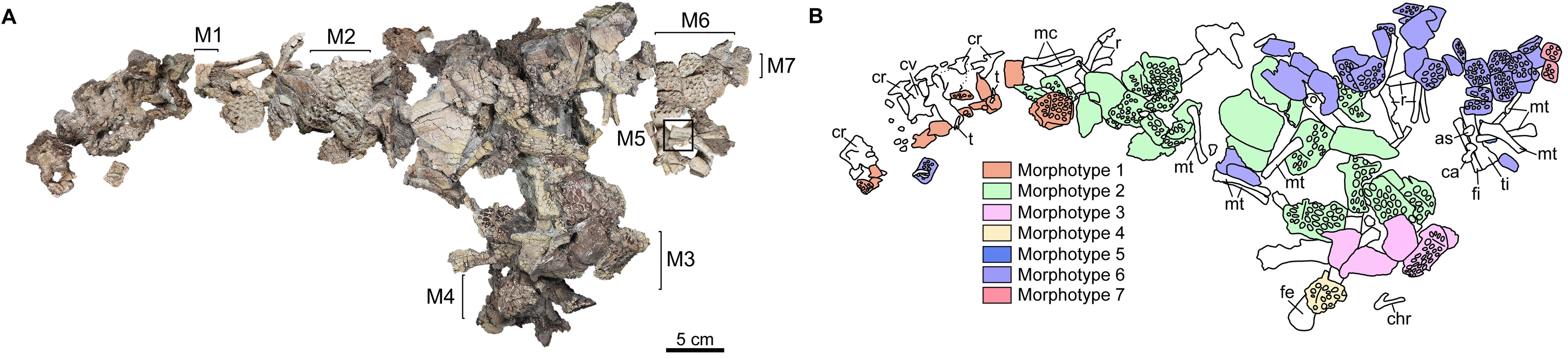 Nouveau matériel d’Indosinosuchus – Dinozoïque : Tratayenia et ses compères