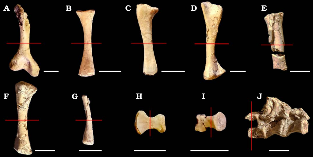 Analyse ostéohistologique de Priosphenodon – Dinozoïque : Tratayenia et ...
