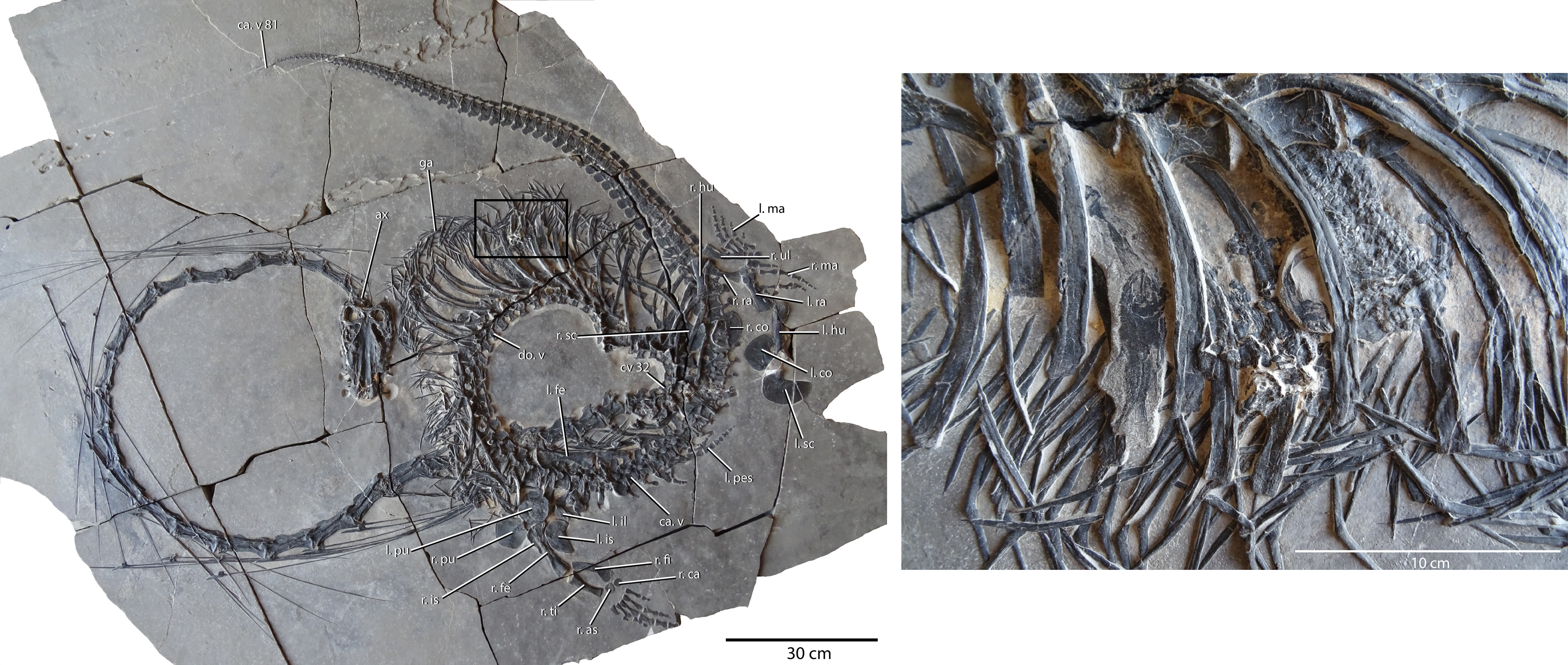 Redescription et nouveau matériel de Dinocephalosaurus – Dinozoïque ...