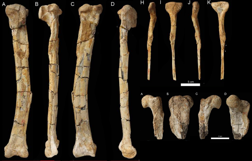 Nouveau matériel d’Elmisaurus – Dinozoïque : Tratayenia et ses compères