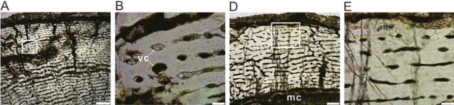 Synonymisation de Gyposaurus sinensis à Lufengosaurus huenei ...