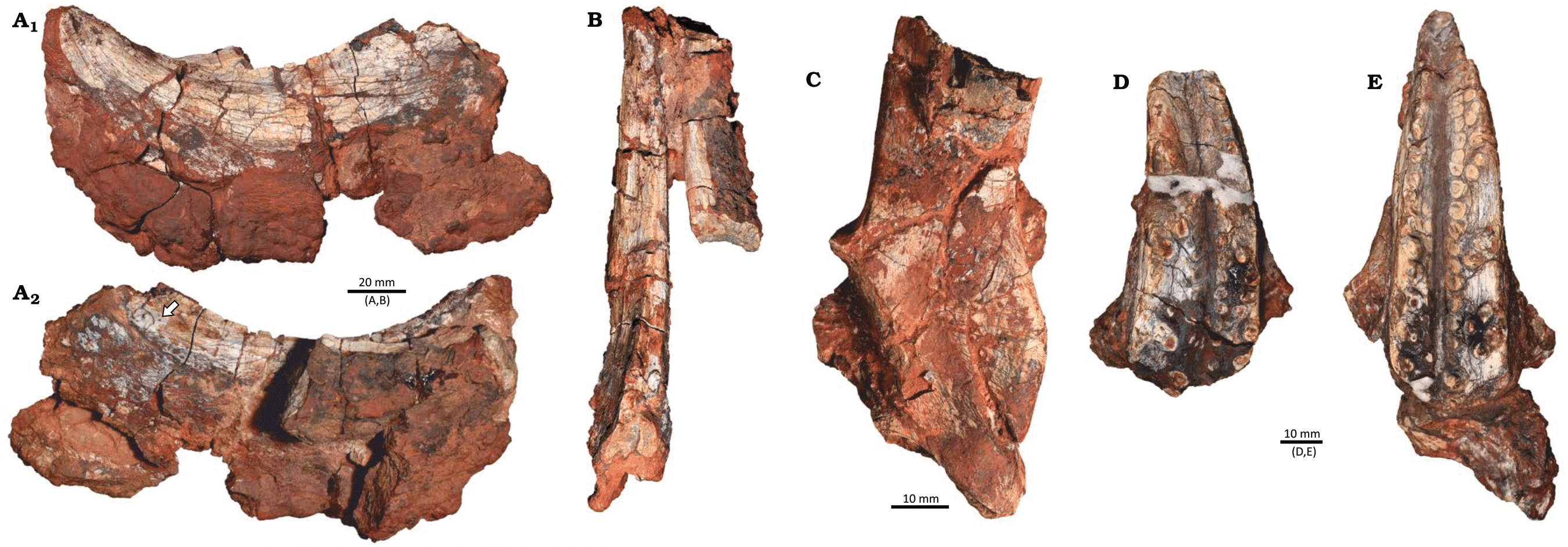 Nouveau matériel et bioérosion d’Hyperodapedon – Dinozoïque ...