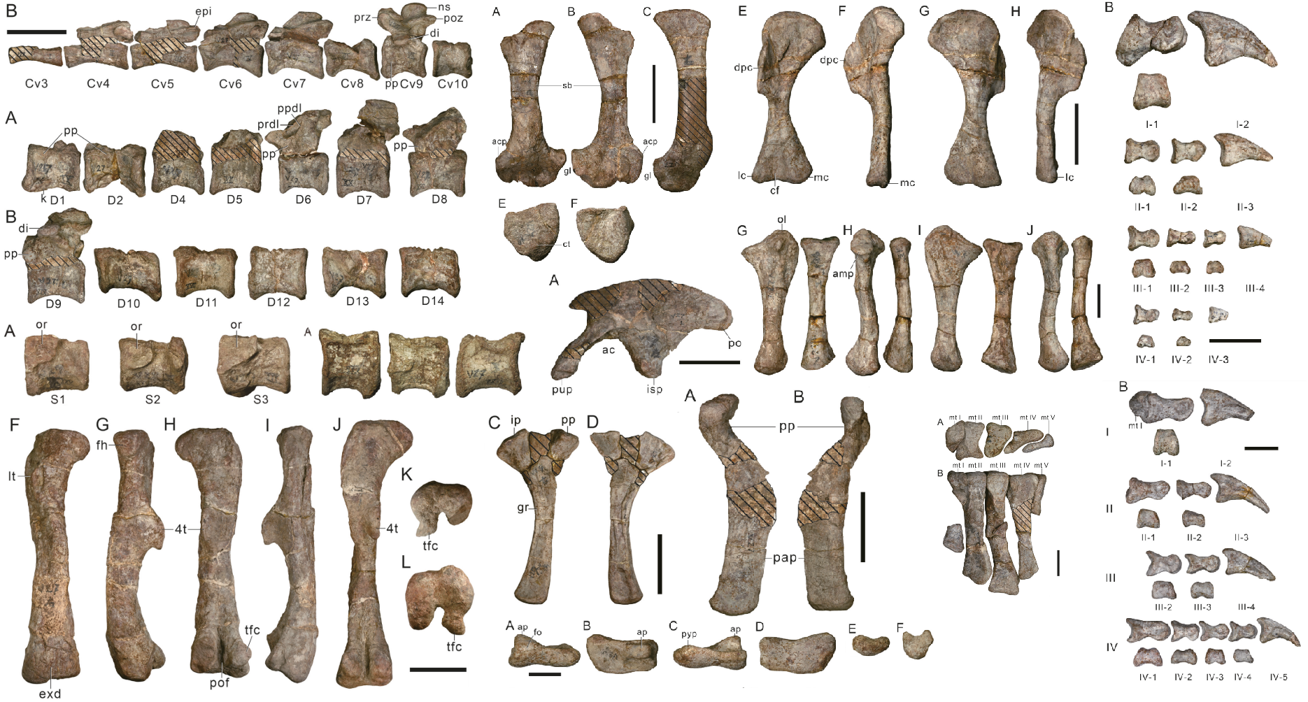 Synonymisation de Gyposaurus sinensis à Lufengosaurus huenei ...