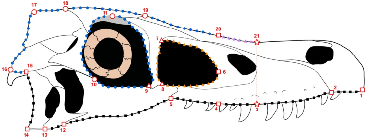 Ecologie alimentaire des dromaeosauridés – Dinozoïque : Tratayenia et ...