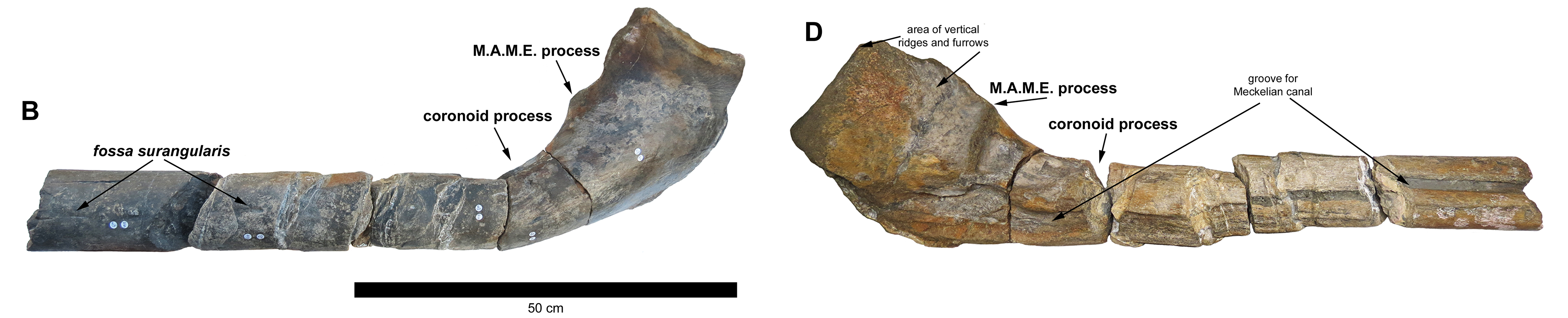 Nouvel ichthyosaure : Ichthyotitan – Dinozoïque : Tratayenia et ses ...