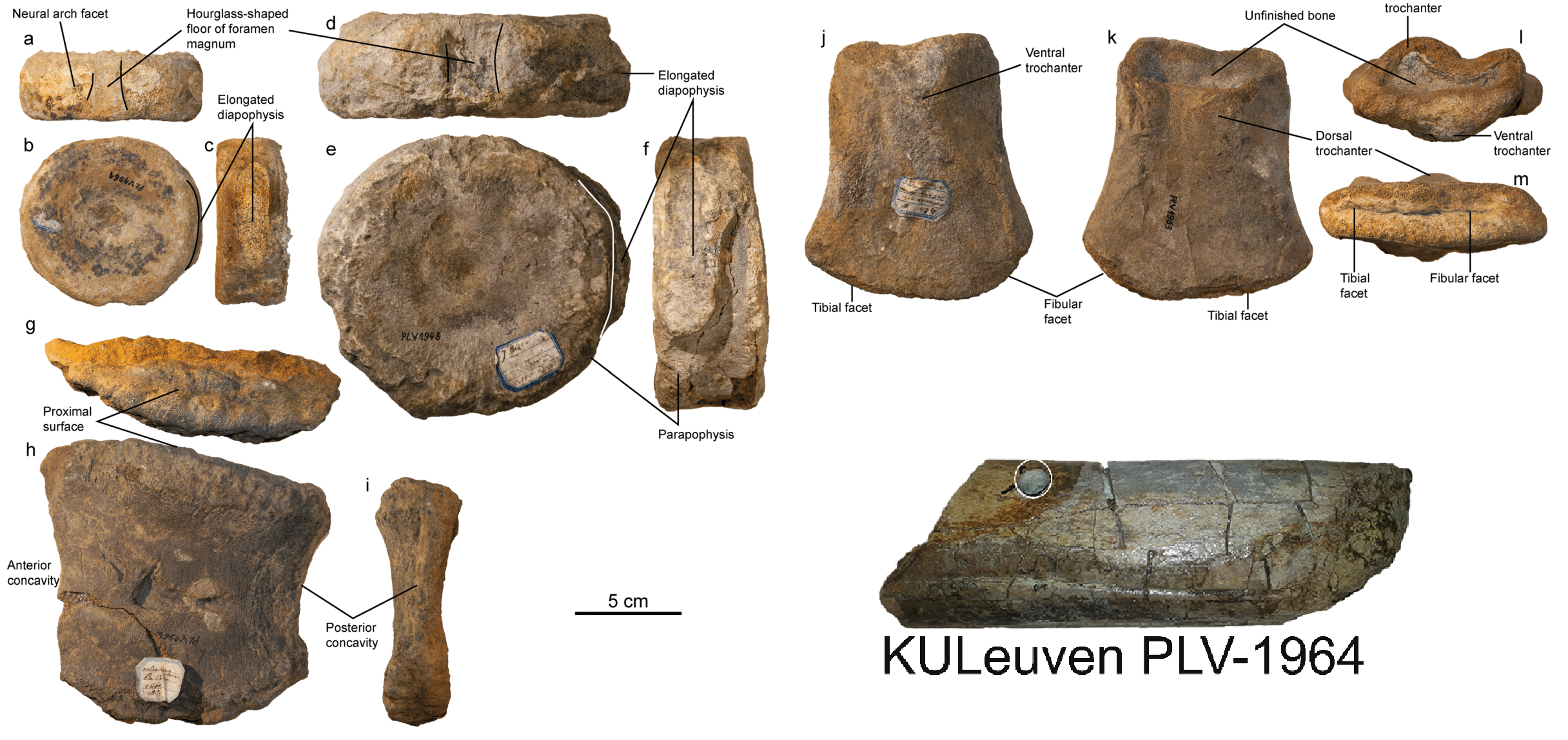 Nouvel ichthyosaure : Ichthyotitan – Dinozoïque : Tratayenia et ses ...