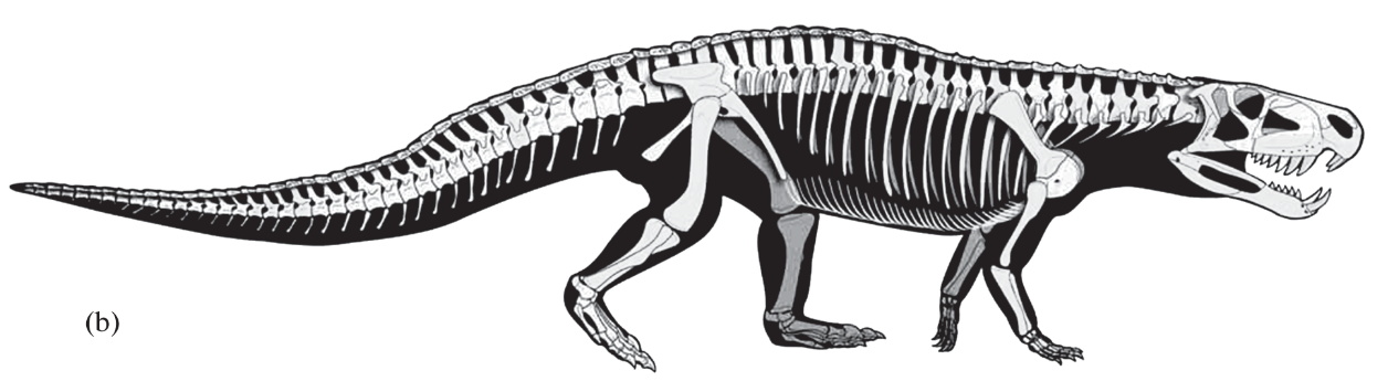 Ecologie alimentaire des ornithosuchidés – Dinozoïque : Tratayenia et ...