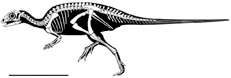 Remplacement dentaire de Jeholosaurus – Dinozoïque : Tratayenia et ses ...