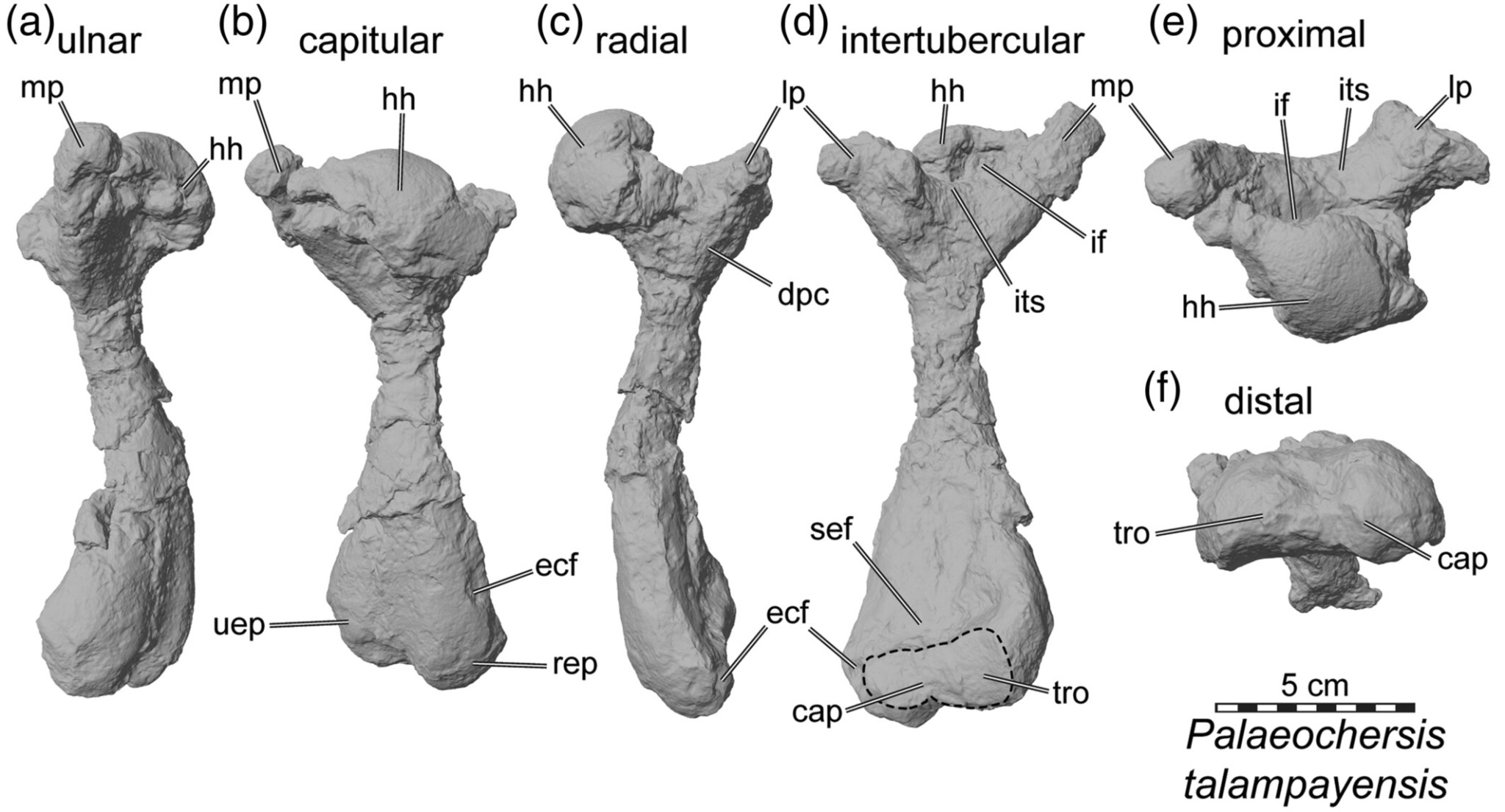 Analyse de l’humérus des Testudinata – Dinozoïque : Tratayenia et ses ...